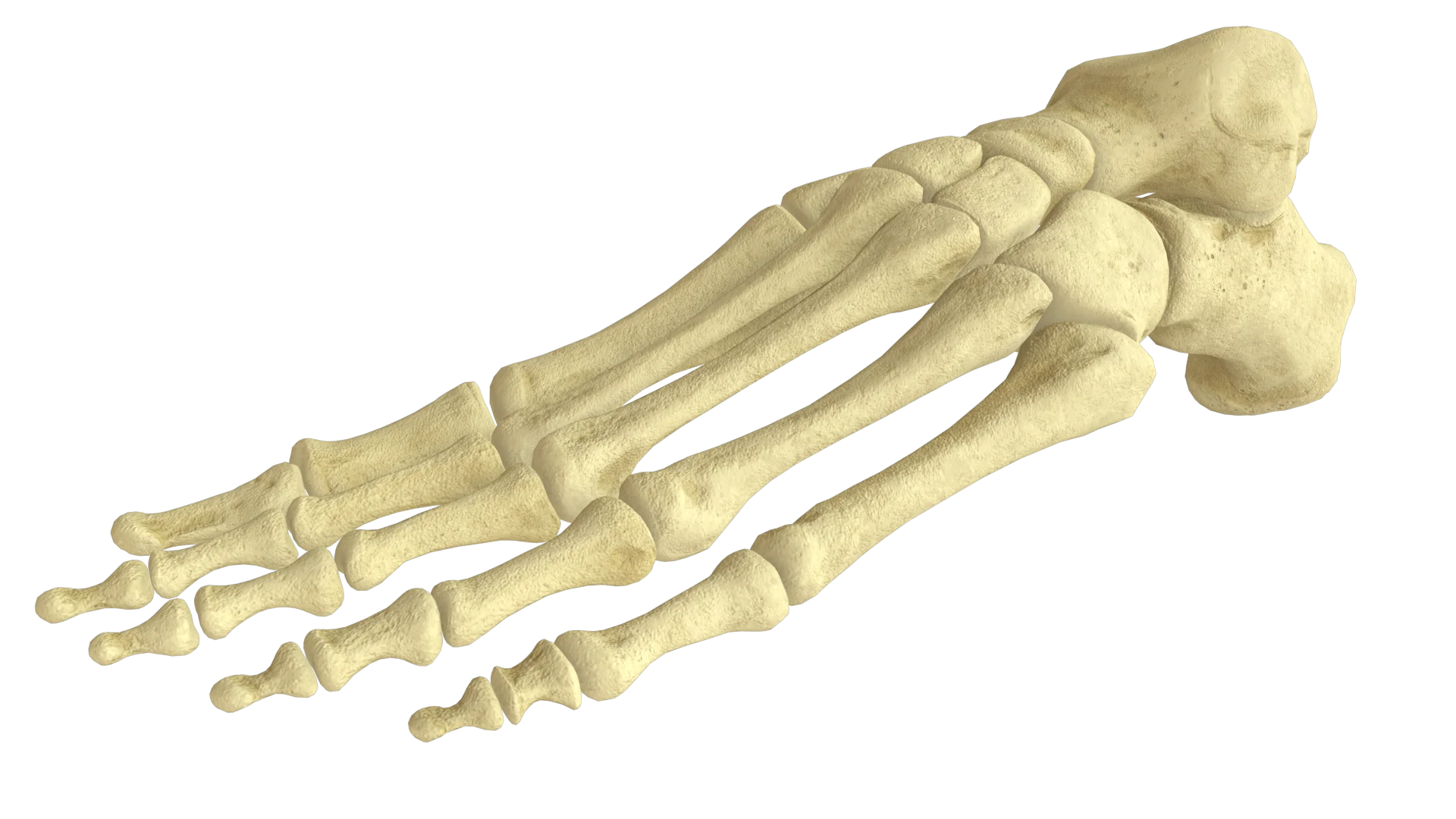 Modelo anatómico 3D de los huesos del pie (derecho) | VOKA
